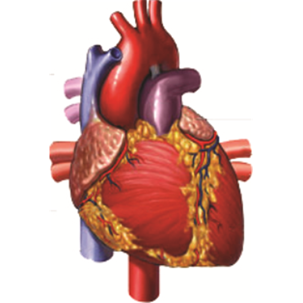 Top 100 Doctor Orthopaedic Goosefoot (Pes Anserine) Bursitis Of The ...